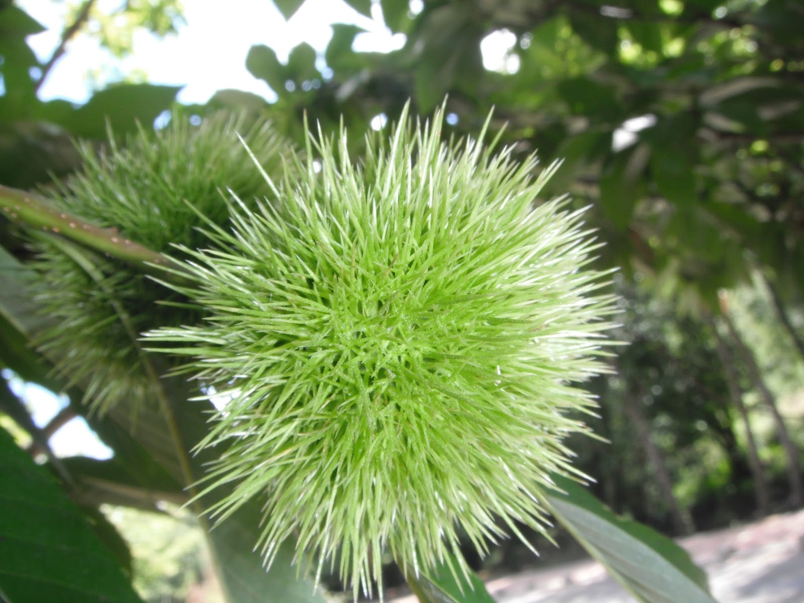 El Bosque y sus Secretos: La riqueza de los castaños