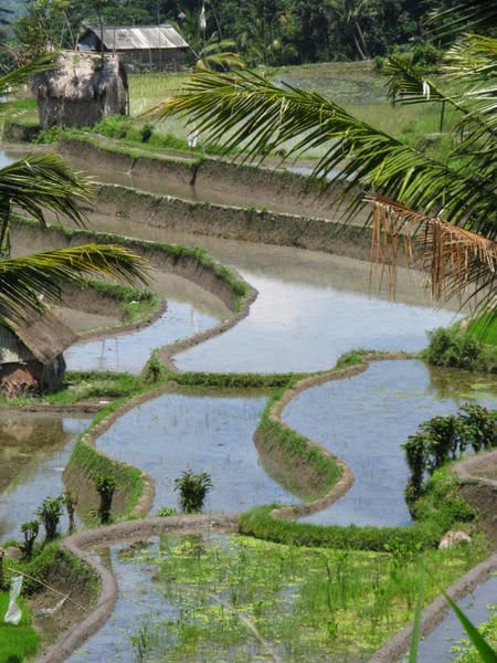 NeoTech Kenya Agribusiness : IRRIGATION