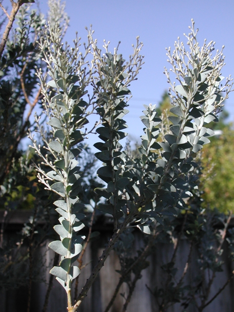 Tarım Siteniz: Akasya Ağaçları (Acacia Trees)