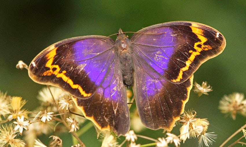 Projeto Ave Missões: Matão: um oásis no deserto