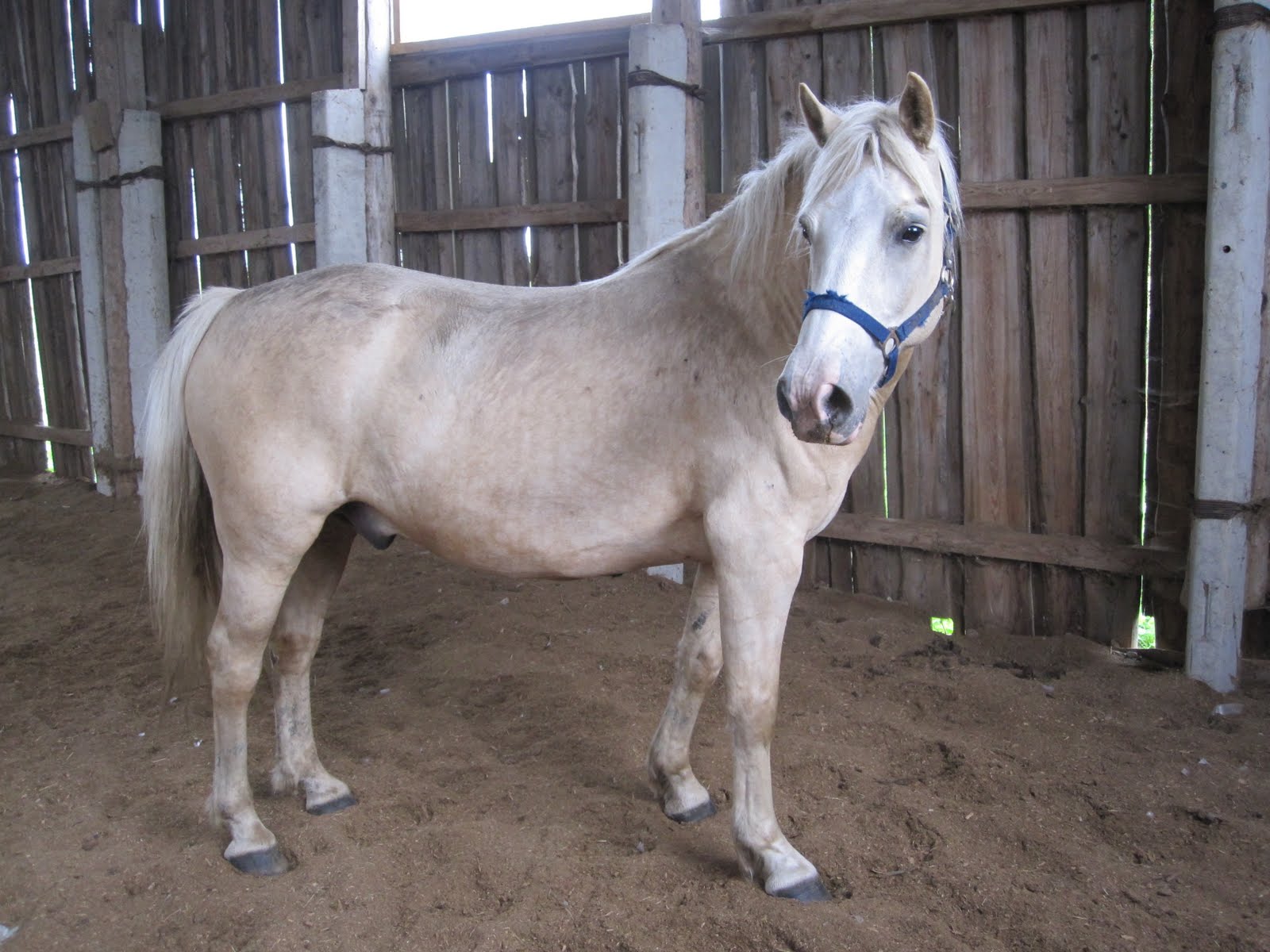 Triin ja Trumm ja hobumaailm: Uus hobune