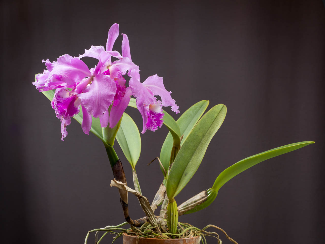 Cattleya warneri