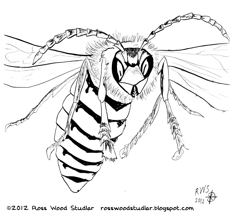 Hornet Coloring Pages Preschool Printable Kids Insects Pages2color Bee ...