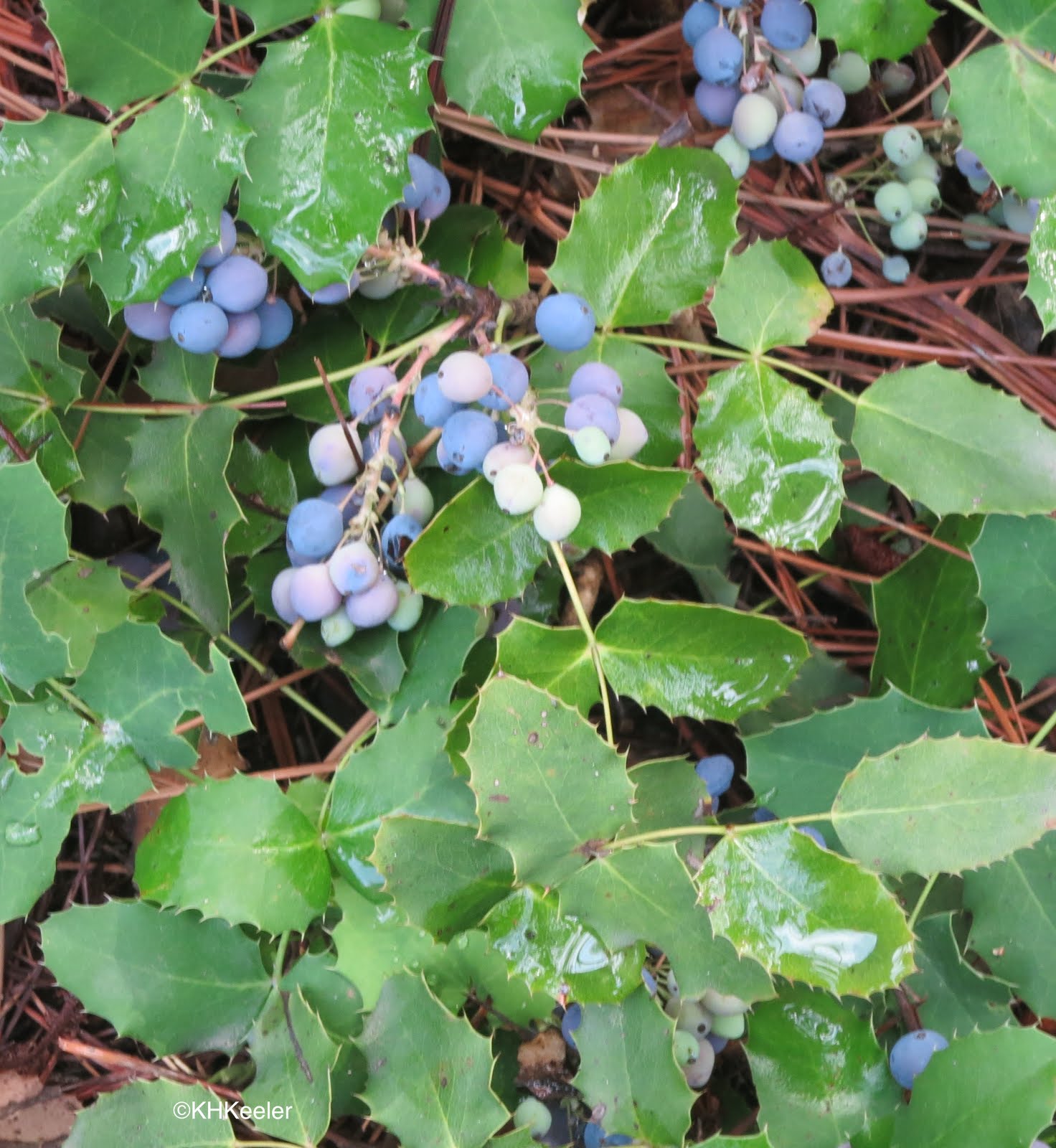 A Wandering Botanist: Plant Story--Creeping Hollygrape, Berberis repens