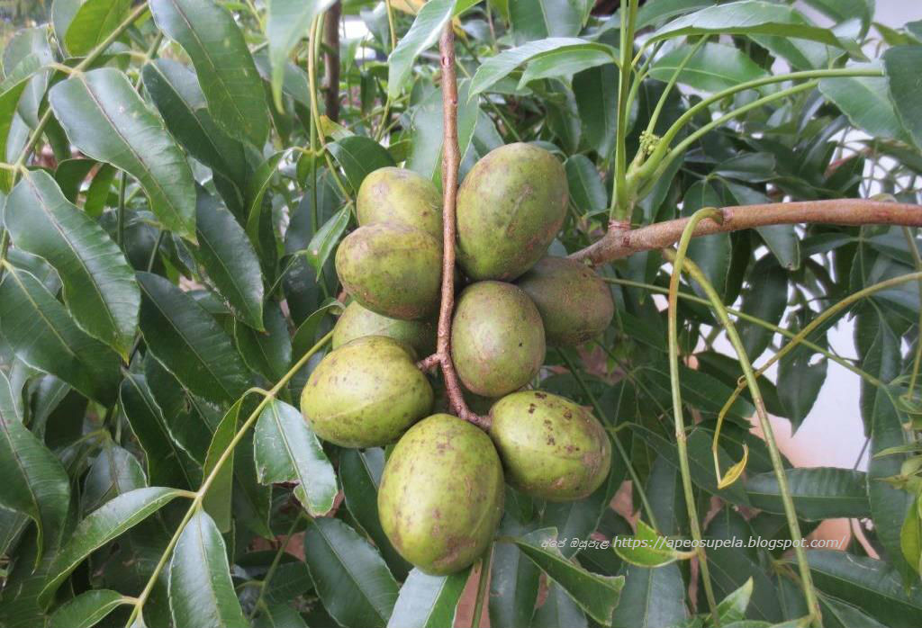 ඇඹරැල්ලා [Ebarella] (Spondias dulcis) ~ අපේ ඔසුපැළ Medicinal Plants of ...