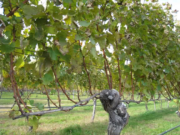 Growing Concord Grapes: Guidelines for a Trellising Grapevines