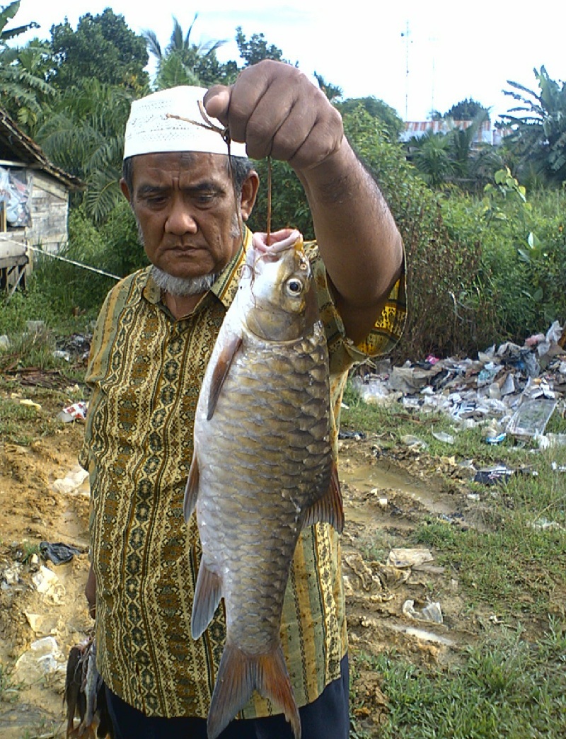 Budidaya Ikan Tawes (Puntius Javanicus) Wader Atau Putihan - cara ...