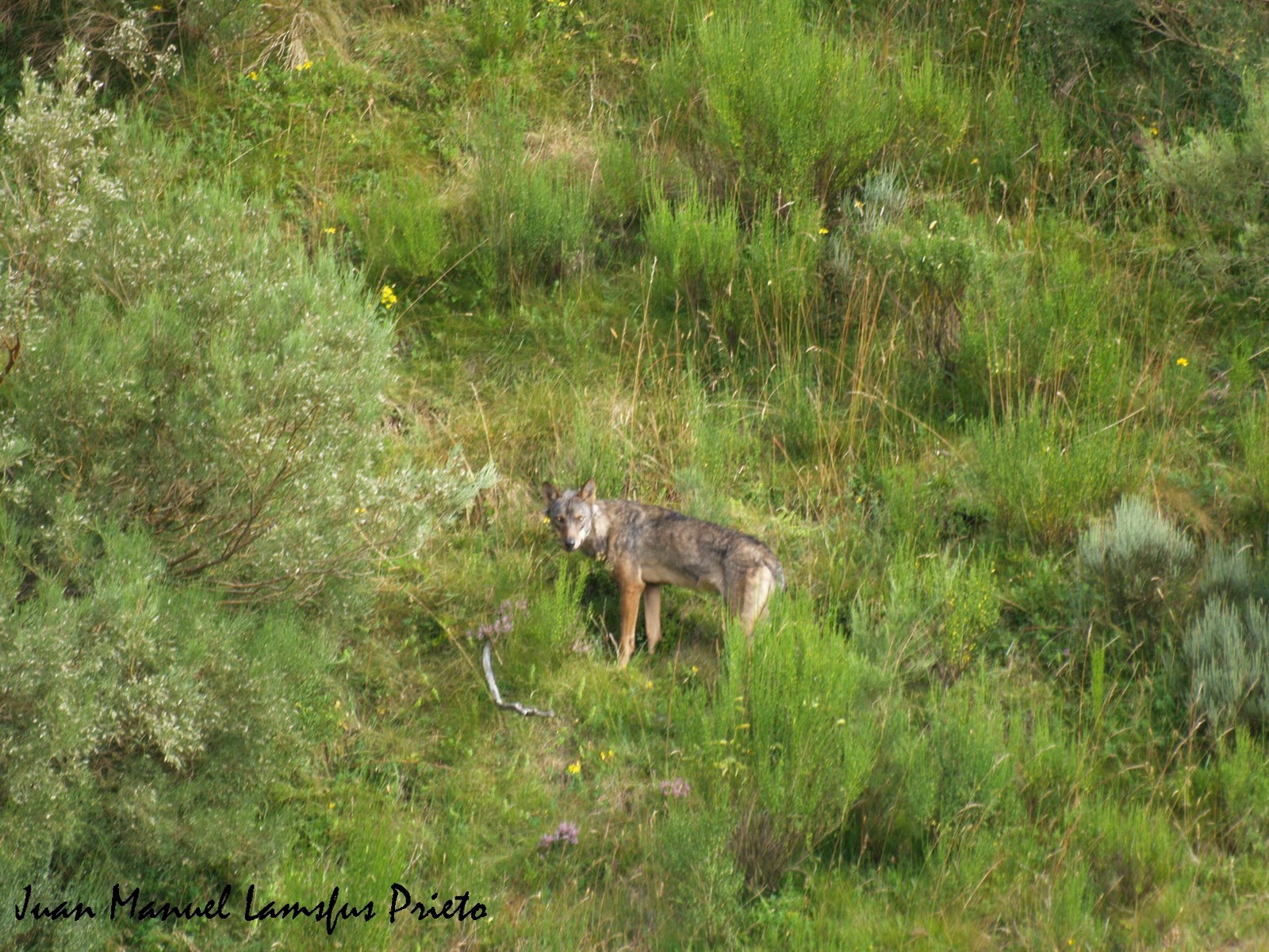 Una de Fotos: Lobo Iberico (Canis lupus signatus).