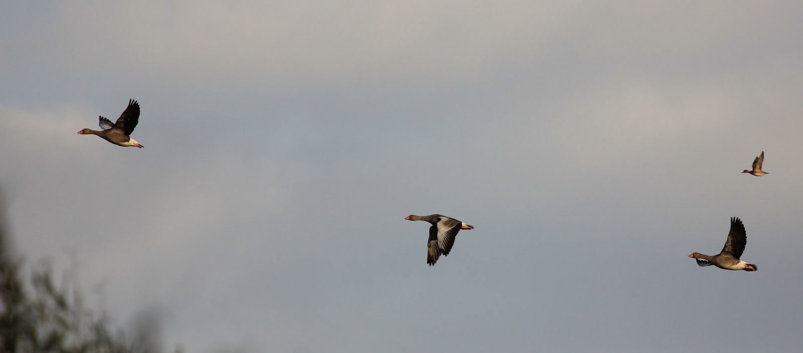 andrew bulmer photography: Wheldrake Ings & North Duffield Carrs