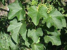 Wonder Fruits, Plants and Seeds: Do you know Tuba-tuba leaf are useful ...