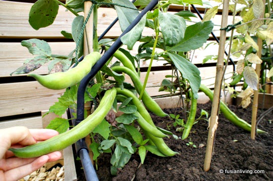 Tips for First Time broad beans growers | Grow Your Own Veg Blog ...