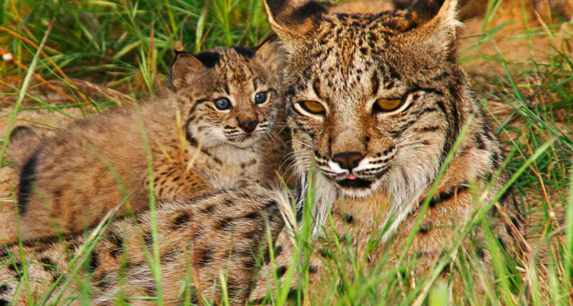 NUNCAJAMAS COCKER: LINCES Y OTROS PEQUEÑOS FELINOS