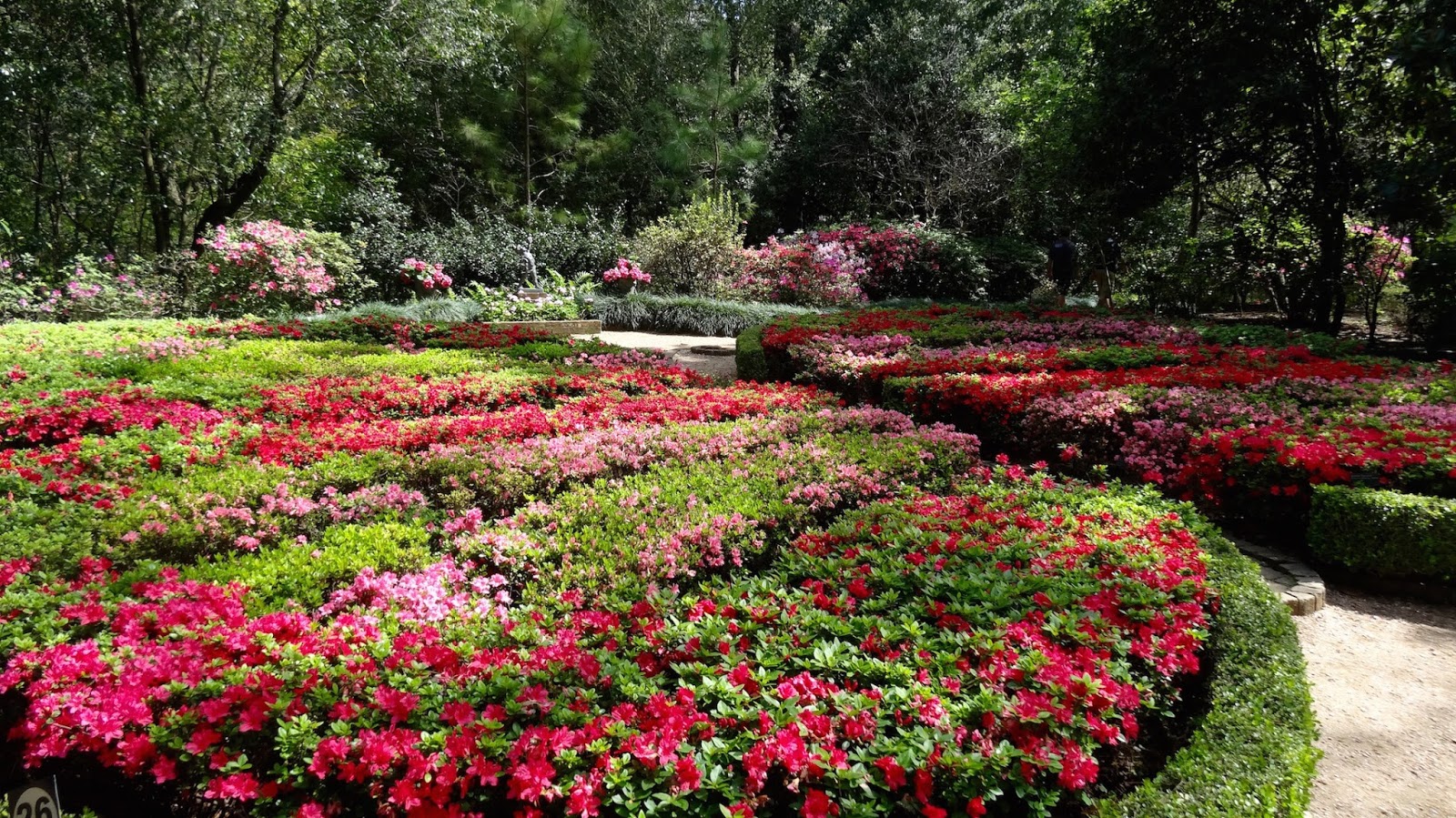 The Bayou Botanist: Houston's Azalea Trail