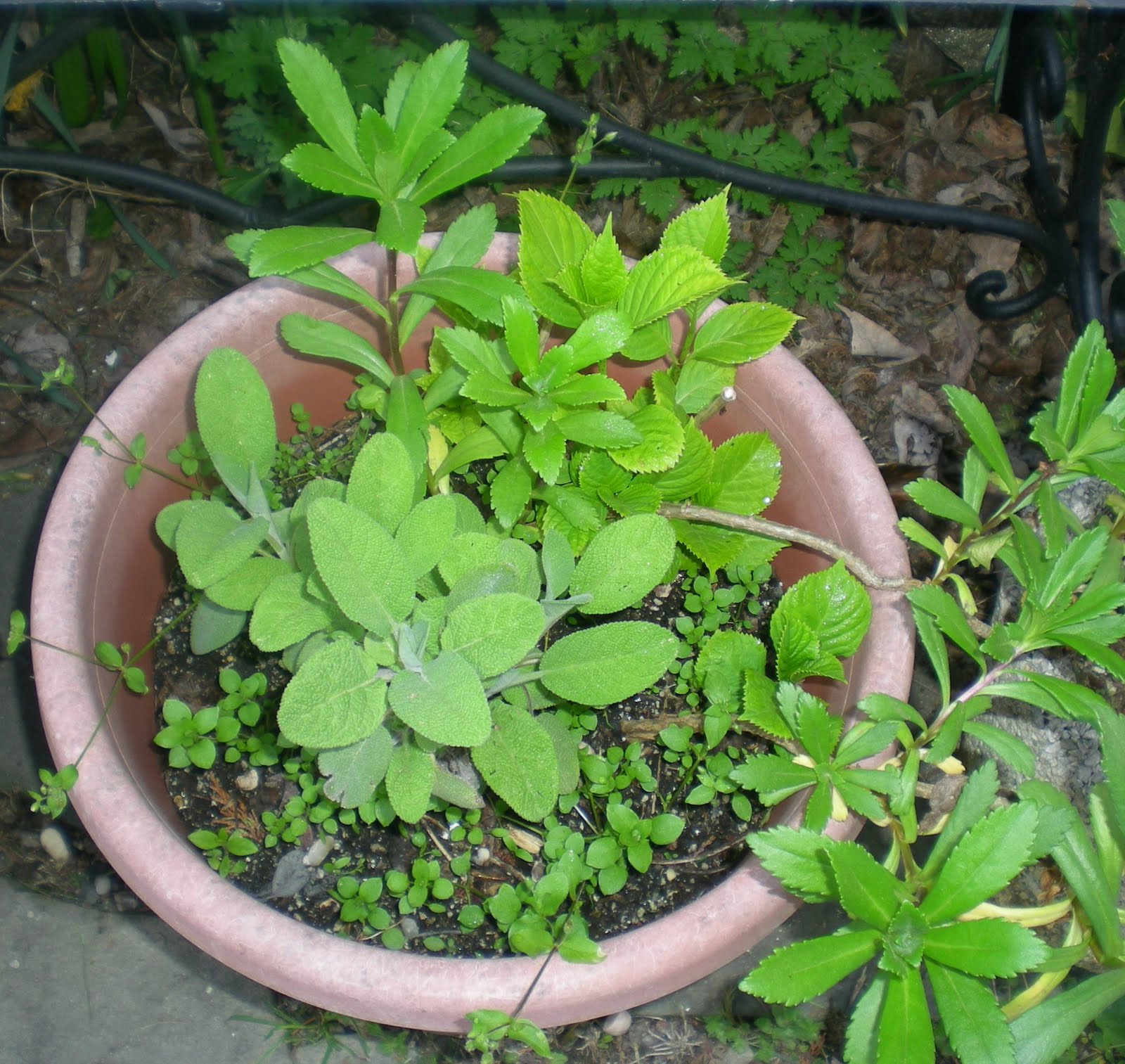 Jarvis House: Spring Update and Pots with Propagated Shrubs from the ...