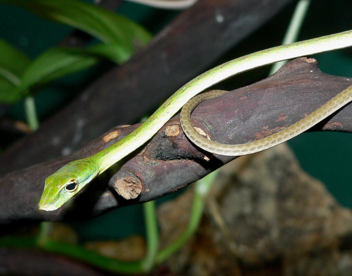 Real Monstrosities: Asian Vine Snake