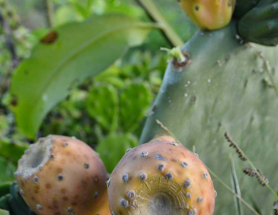 Tuna. Cactus comestible. Fruto de cactus. Opuntia ficus-indica