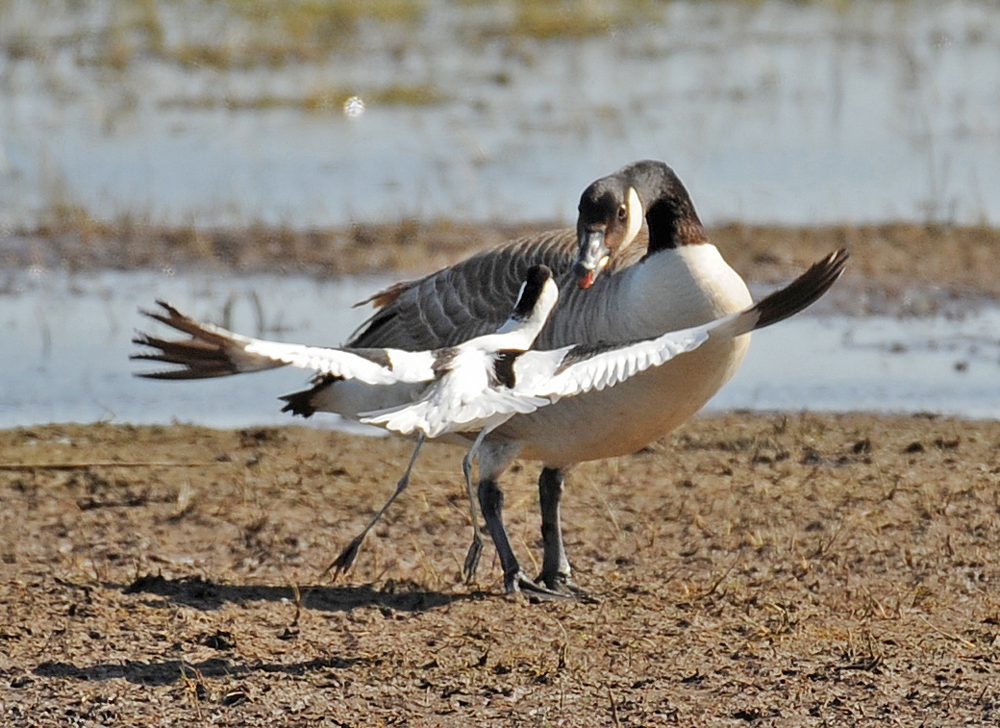Brian Rafferty...Wildlife Photographer: May 2016
