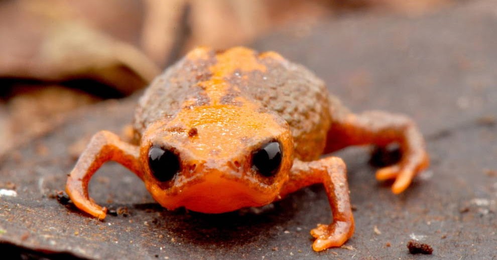 Species New to Science: [Herpetology • 2015] Brachycephalus ...