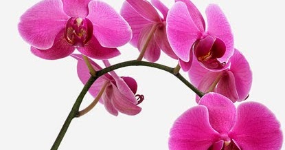 15+ Animasi Bunga Anggrek, Gambar Spesial