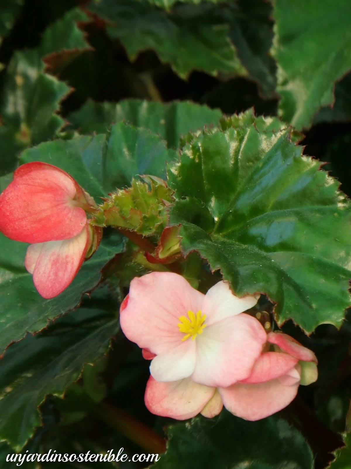 Begonia rosa Richmondensis (Begonia)