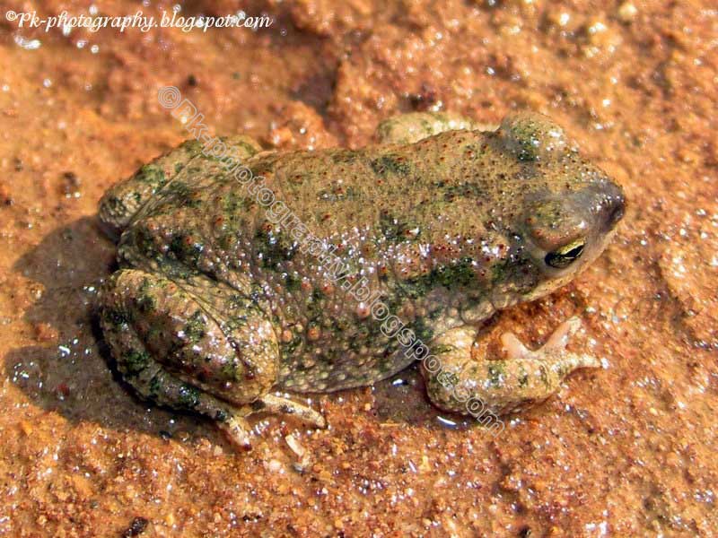 Common Indus Valley Toad-Bufo stomaticus | Nature, Cultural, and Travel ...