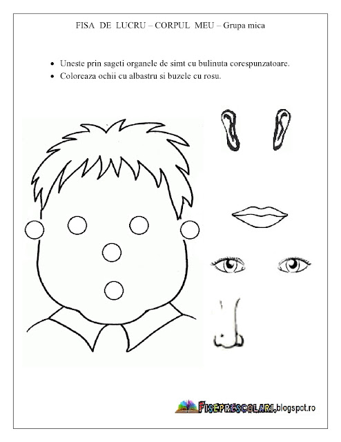 FISE DE LUCRU - EU SI CORPUL MEU / FISE CU ORGANELE DE SIMT - GRADINITA ...