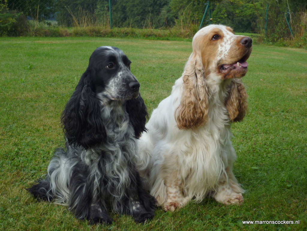 NUNCAJAMAS COCKER: EL COCKER SPANIEL INGLES POR DAN SAYERS (SPANISH ...