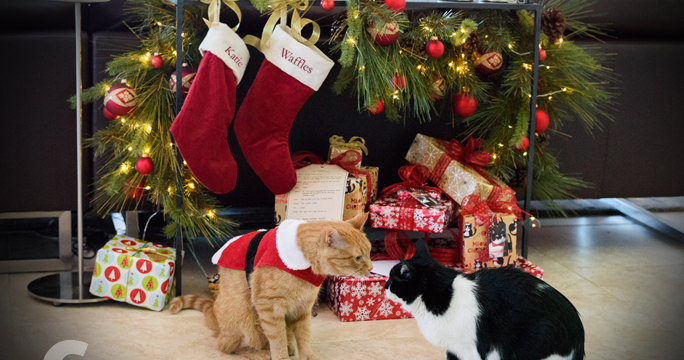 GLOGIRLY: Post Christmas Scenes from the Cats