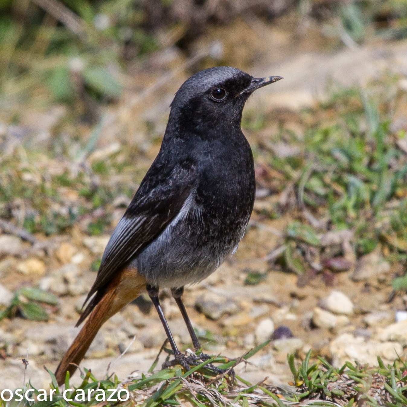 AVESANTURTZI: BUSCARLA Y COLIRROJO