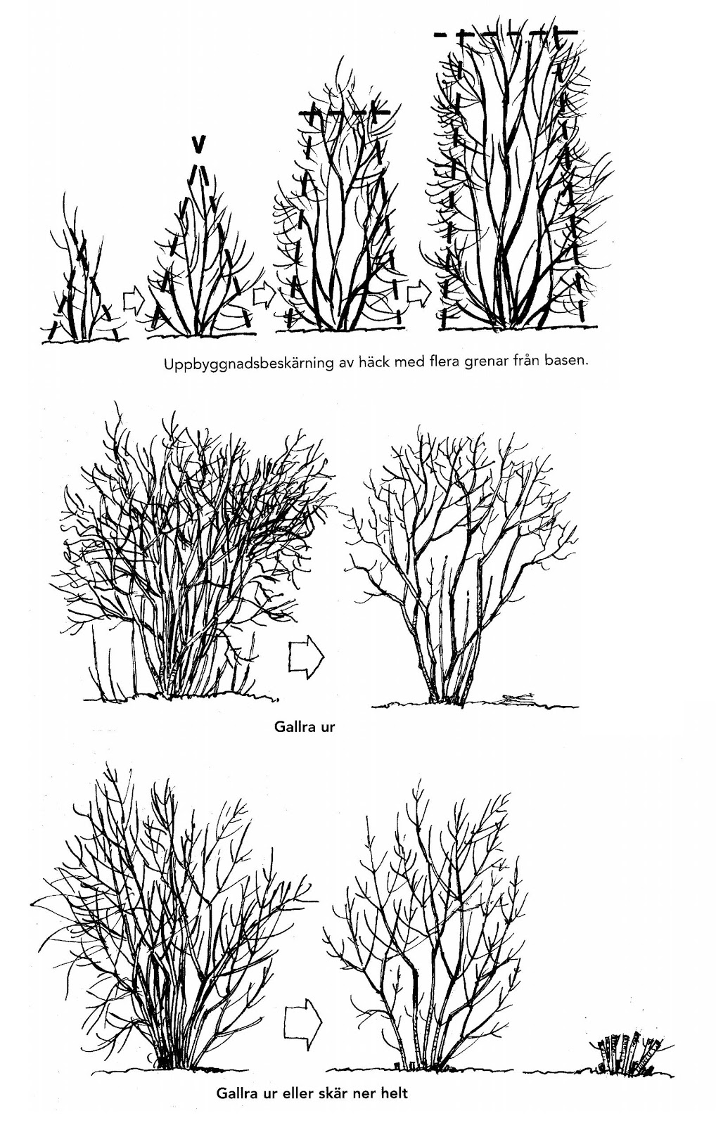 Sol och grönt: Beskärning, enkelt eller svårt?