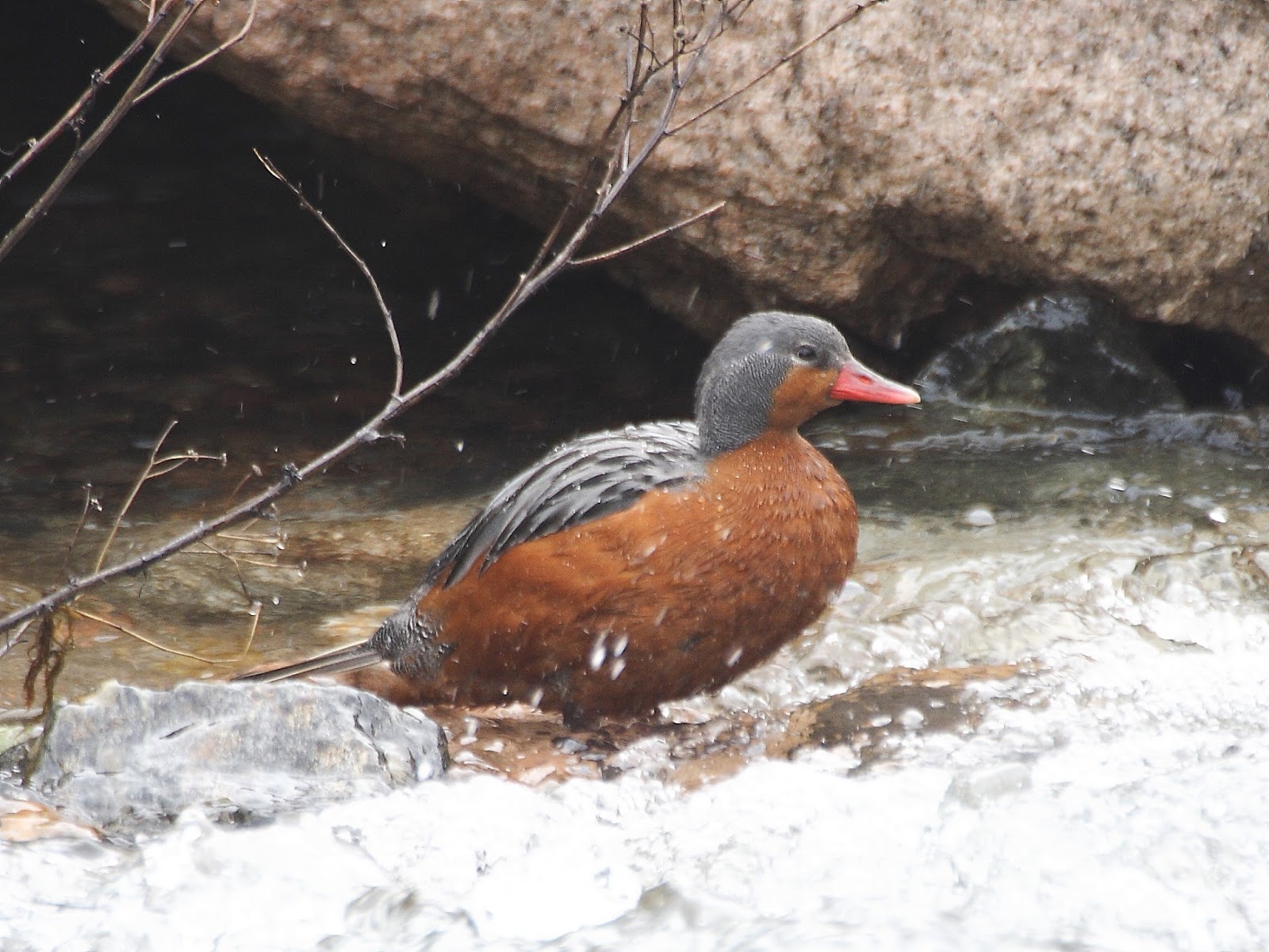 Aves de Mendoza: pato de los torrentes (Merganetta armata)