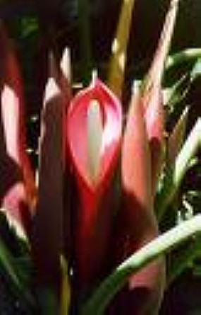 FLORES QUE ENCANTAM O MUNDO: FLORES E SUAS DEFINIÇÕES Racemo ou racimo ...