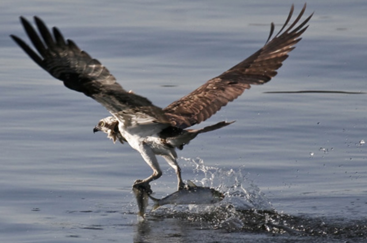 PA Environment Digest Blog: Game Commission Removes Osprey From List Of ...