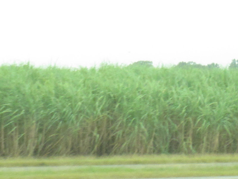 wayside wanderings: Kinder, Louisiana - Coushatta Red Shoes Casino RV ...