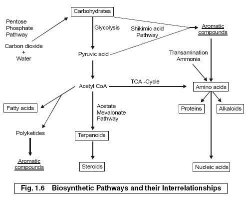Drug Biosynthesis (or Biogenesis)