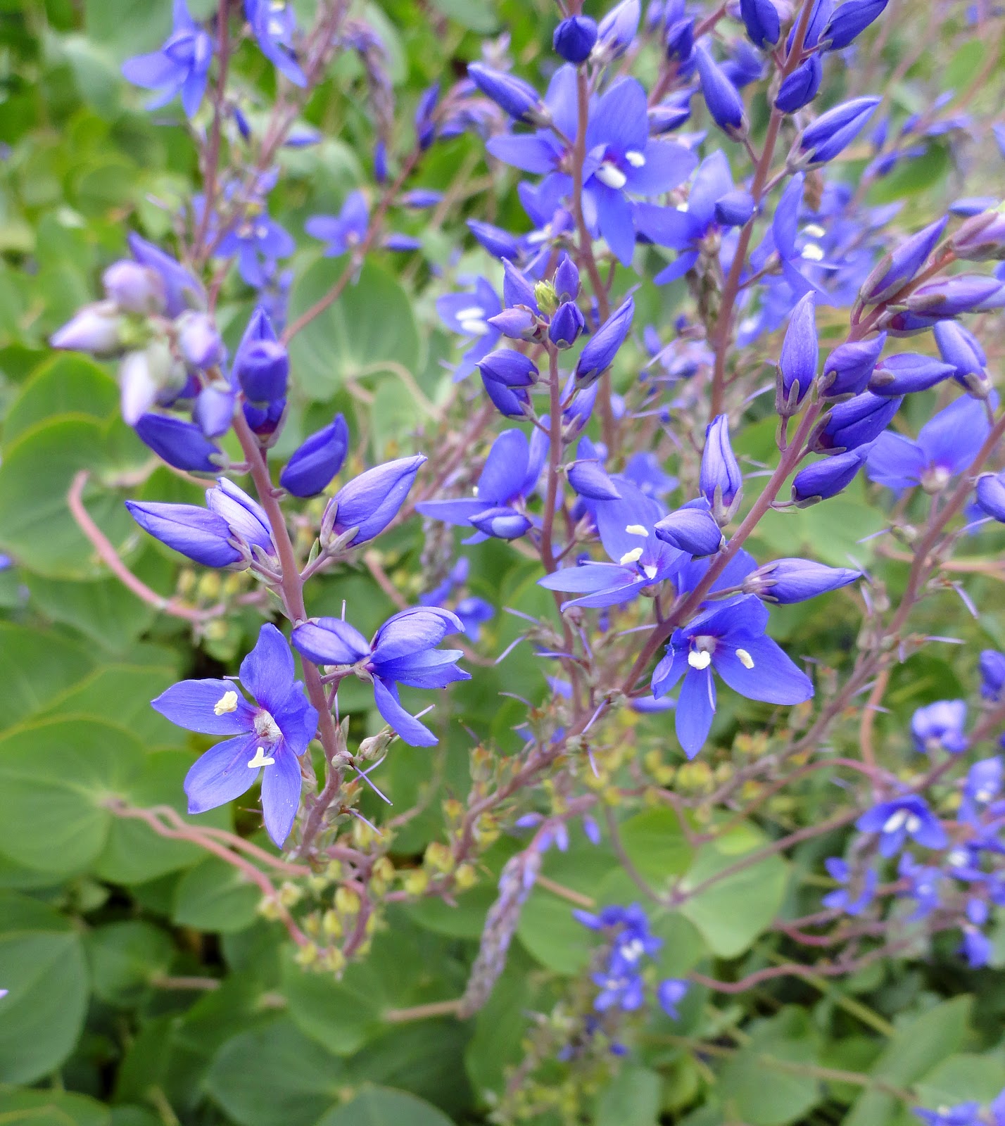 danger garden: Where the Melianthus blooms…