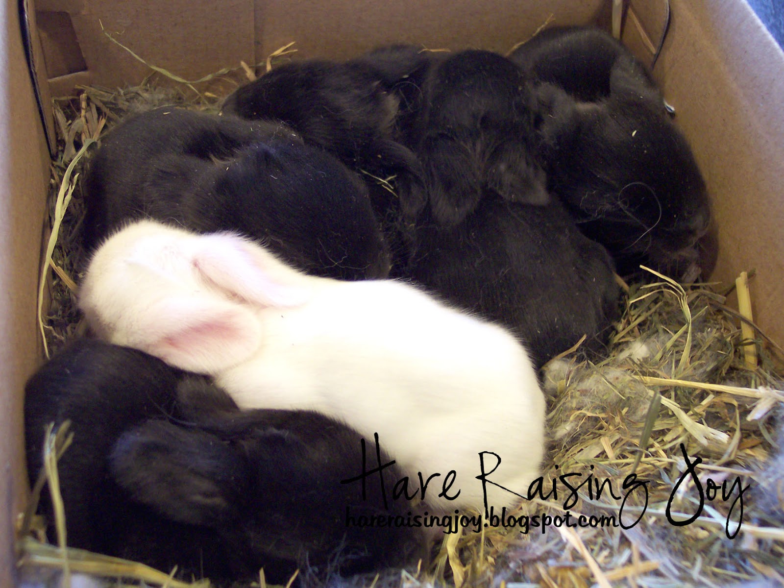 Hare Raising Joy: Baby Bunnies - Nine Day Old Pictures