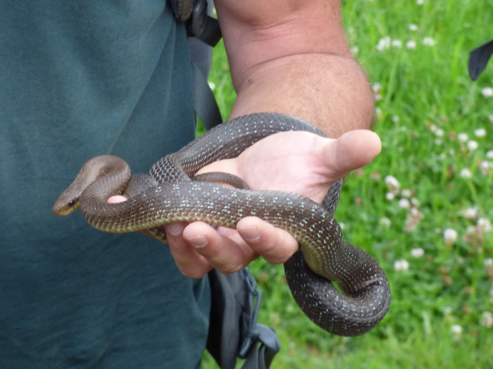 Au commencement: Formation manipulation serpents : couleuvre d'Esculape