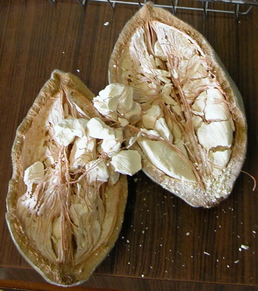 CULTURA BANTU AFRO BRASILEIRA : MUKUA - O FRUTO DO IMBONDEIRO (MBONDO)