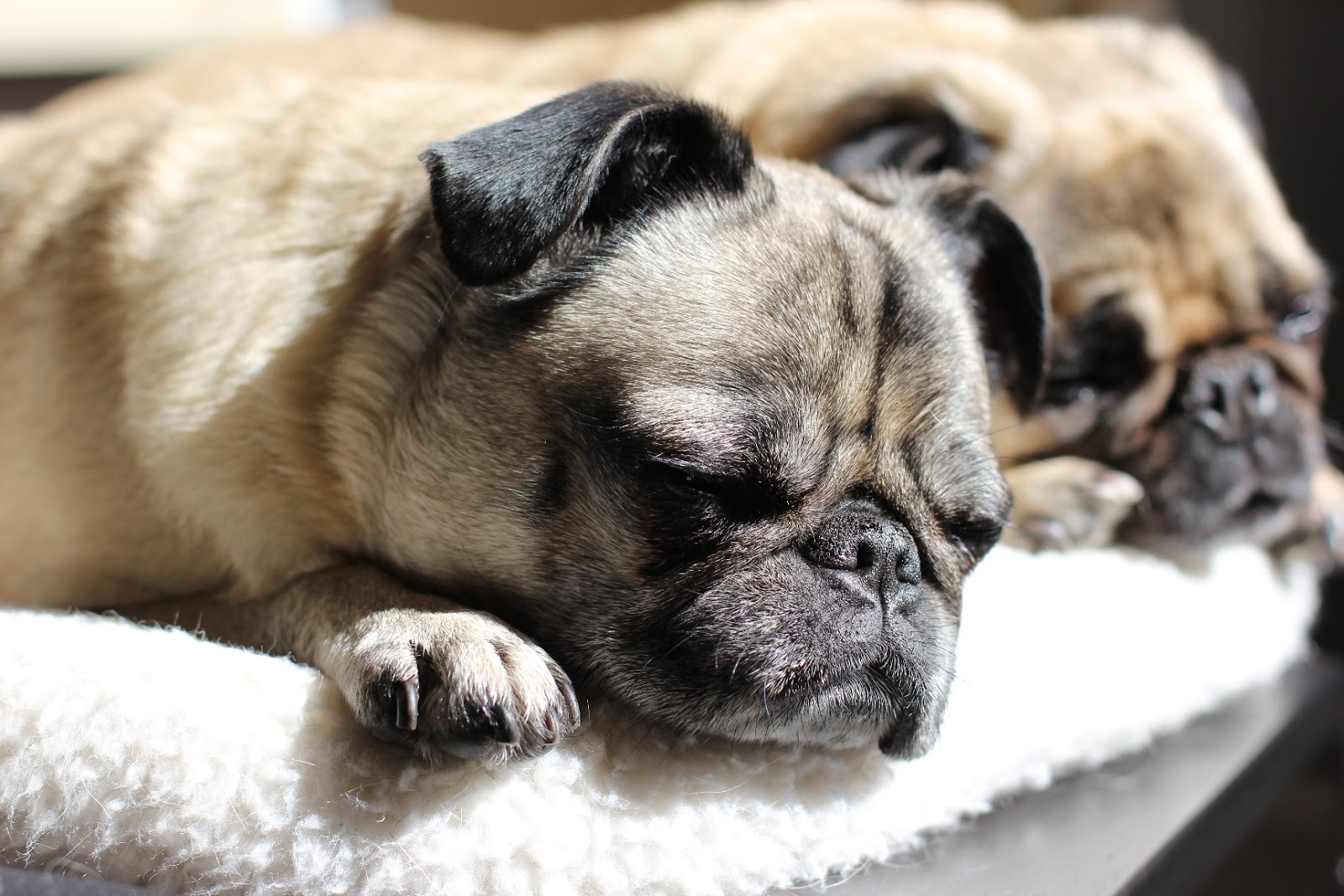 The Macy Dixie Line: Spring Ahead