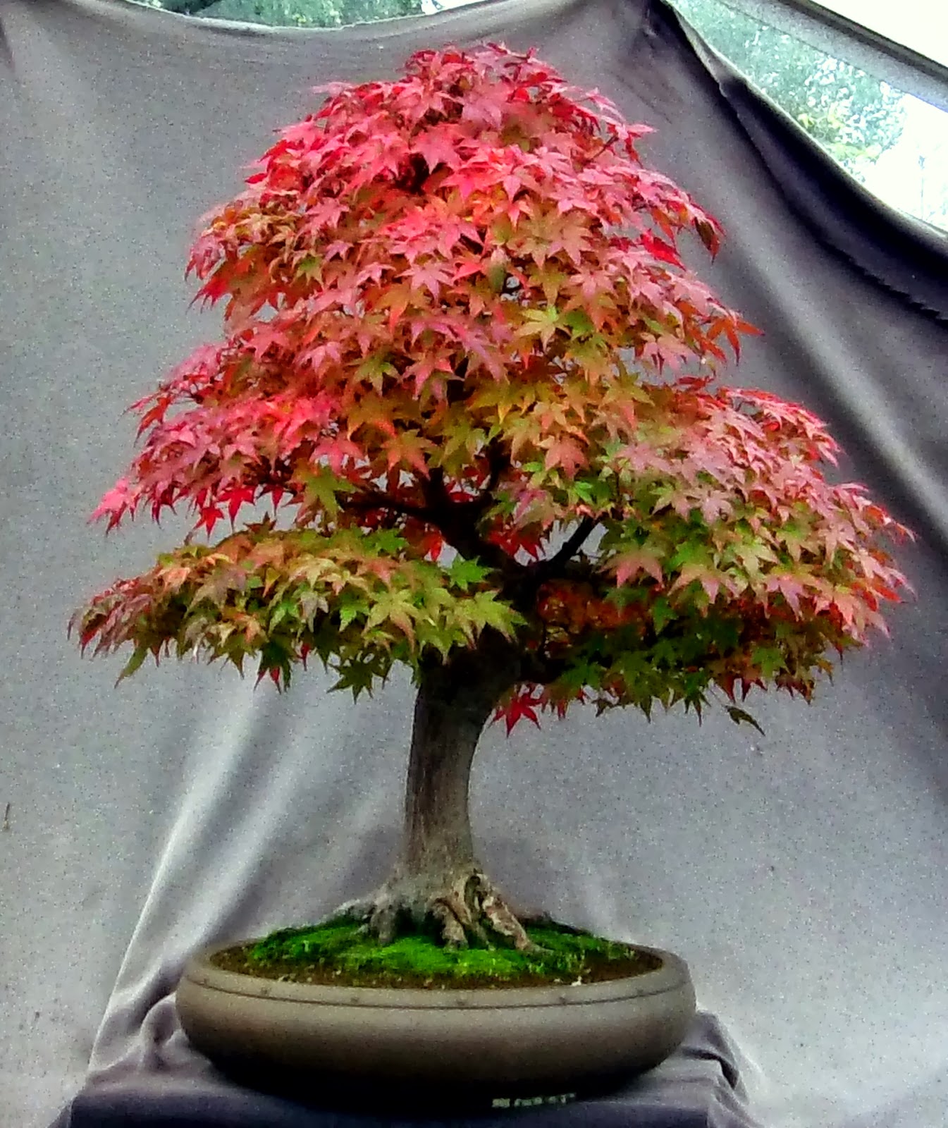 MiKo Bonsai: Autumn Colour