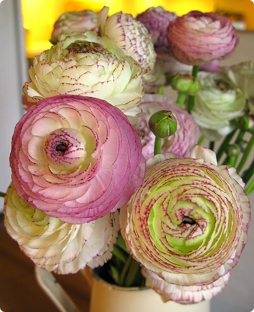 LINA HELLQVIST - Härlig är jorden!: Ranunkel, asså finns det vackrare ...