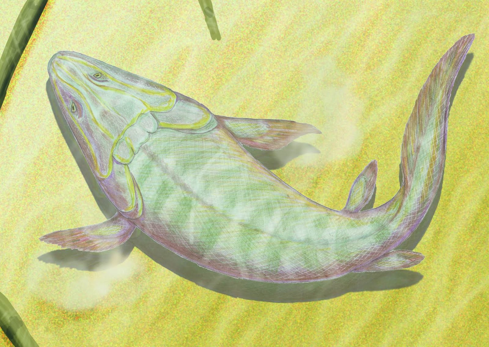 Blog de la Vida Prehistórica: Panderichthys