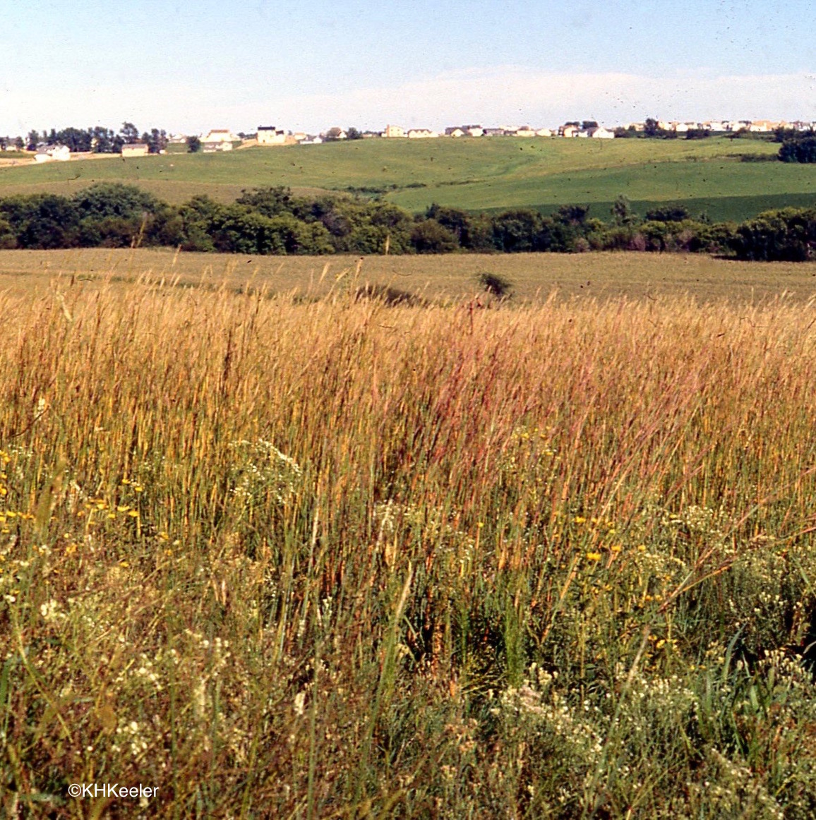 A Wandering Botanist: Tallgrass Prairie--the Lost Ecosystem