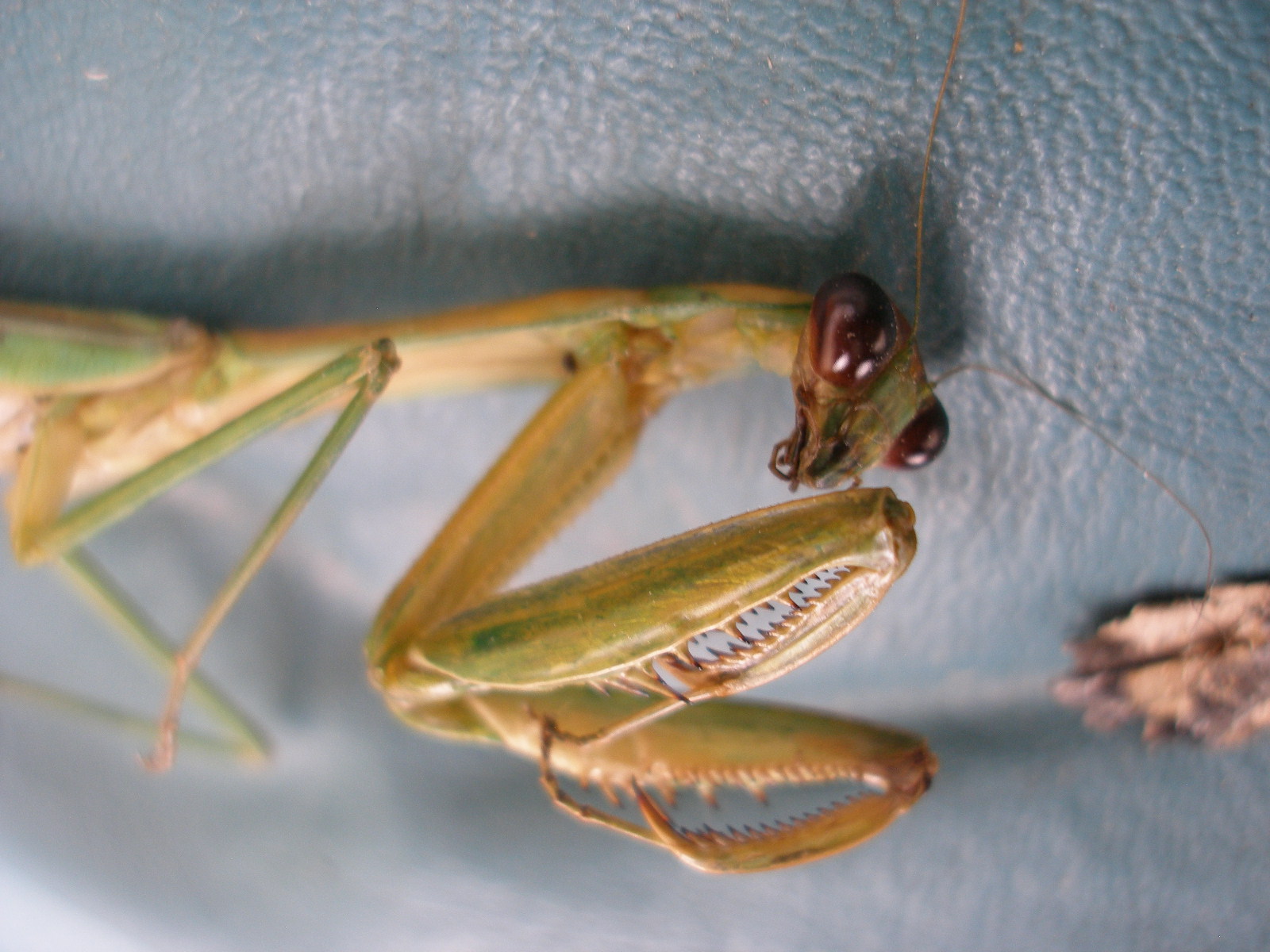 JSH's Visual Slushpile: Dead Praying Mantis