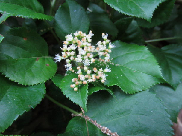 Grandma Pearl's Backporch: Plant a Climbing Hydrangea Vine to Help ...