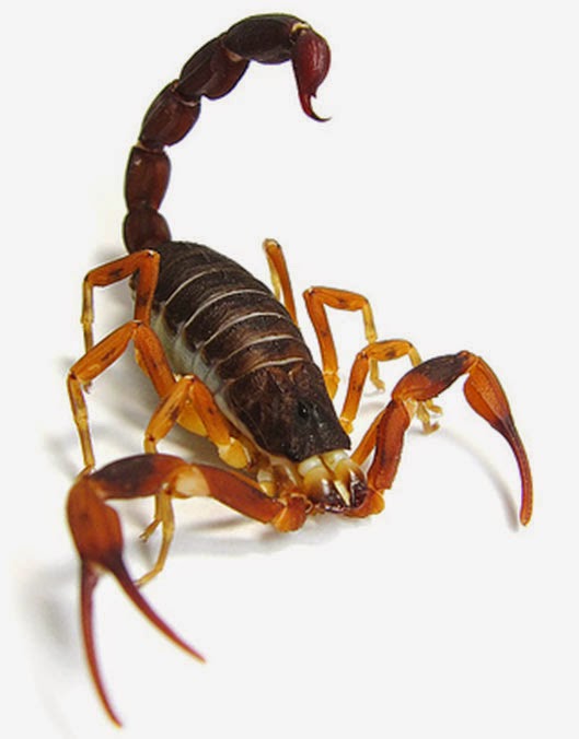 Scorpiones, Tardigrados, Coleopteros