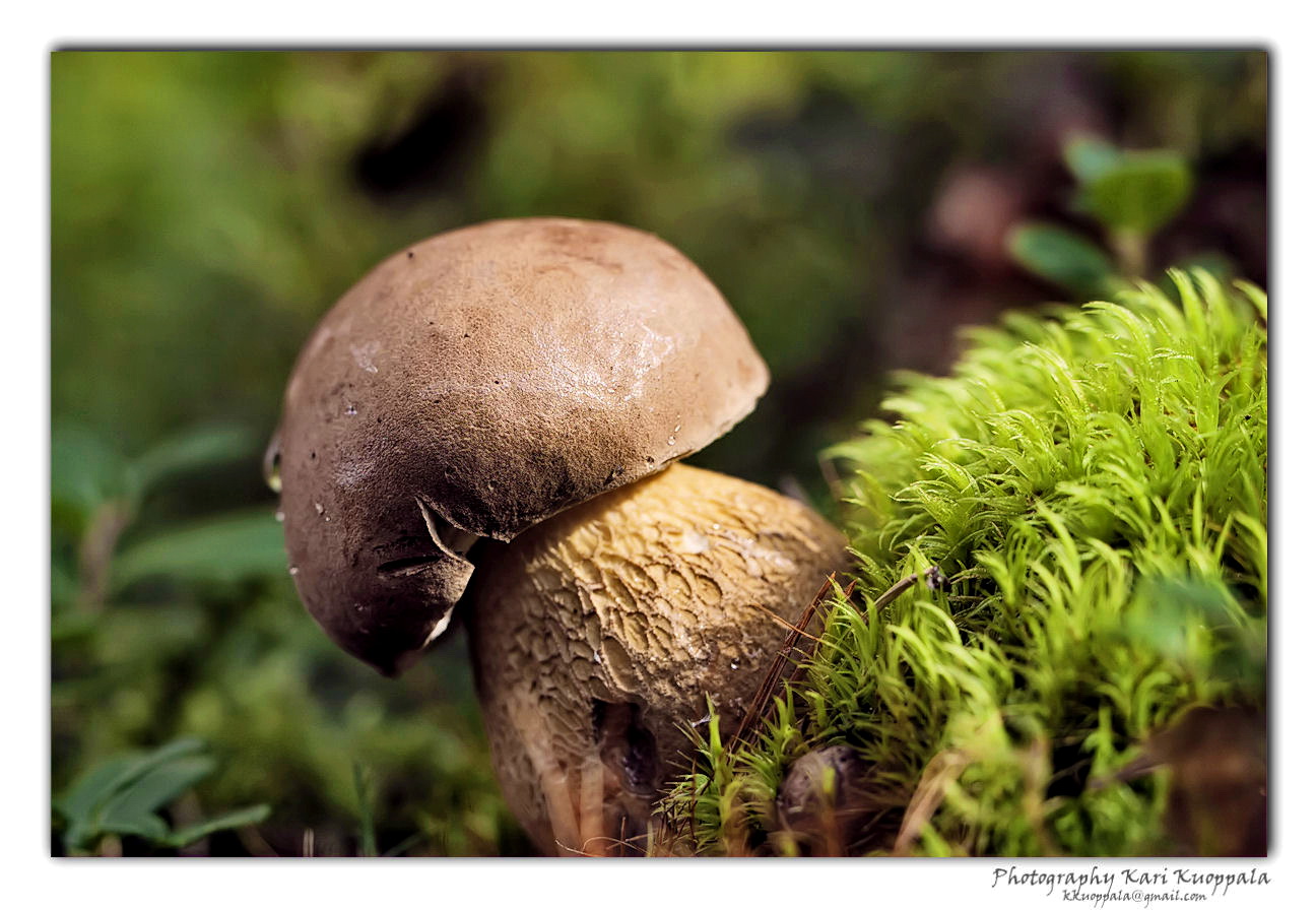 FotoSky - Kuva päivässä 2012: Sieni