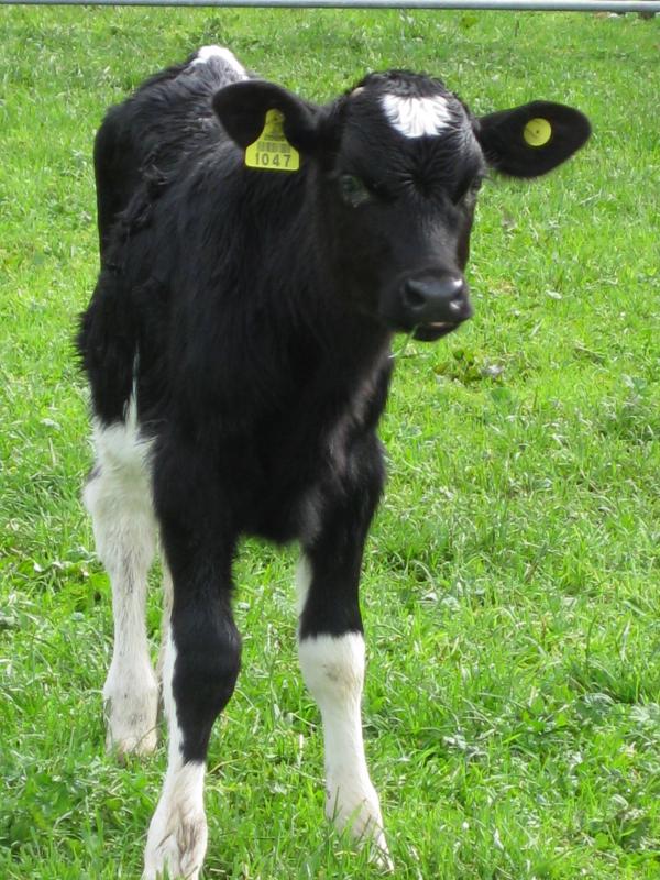 Baby Cow High Quality Wallpapers Free Download - Wallpapers Photosz