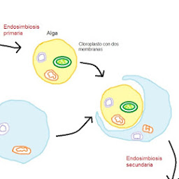 La Teoría Endosimbiotica